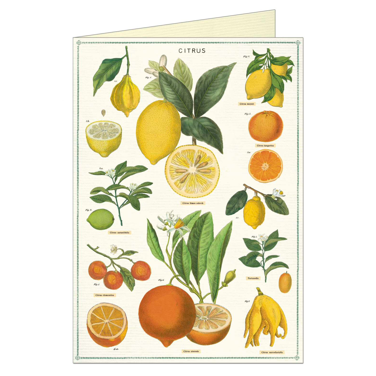 Citrus Card